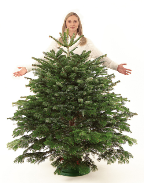 ODEN TREE Елка живая Пихта Нордмана 125-150 см купить на OZON по низкой ...