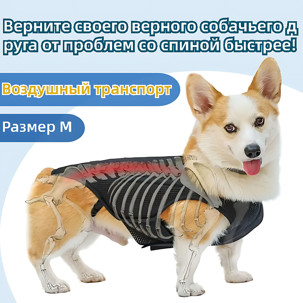 Корсет для спины собаки при болезни межпозвоночных дисков (IVDD ...