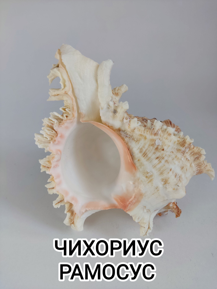 Ракушка большая морская/ Мурекс Чихориус/ Мурекс ветвистый - купить с ...