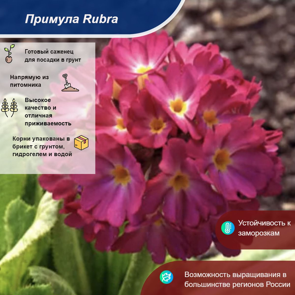 Примула Rubra - купить с доставкой по выгодным ценам в интернет ...