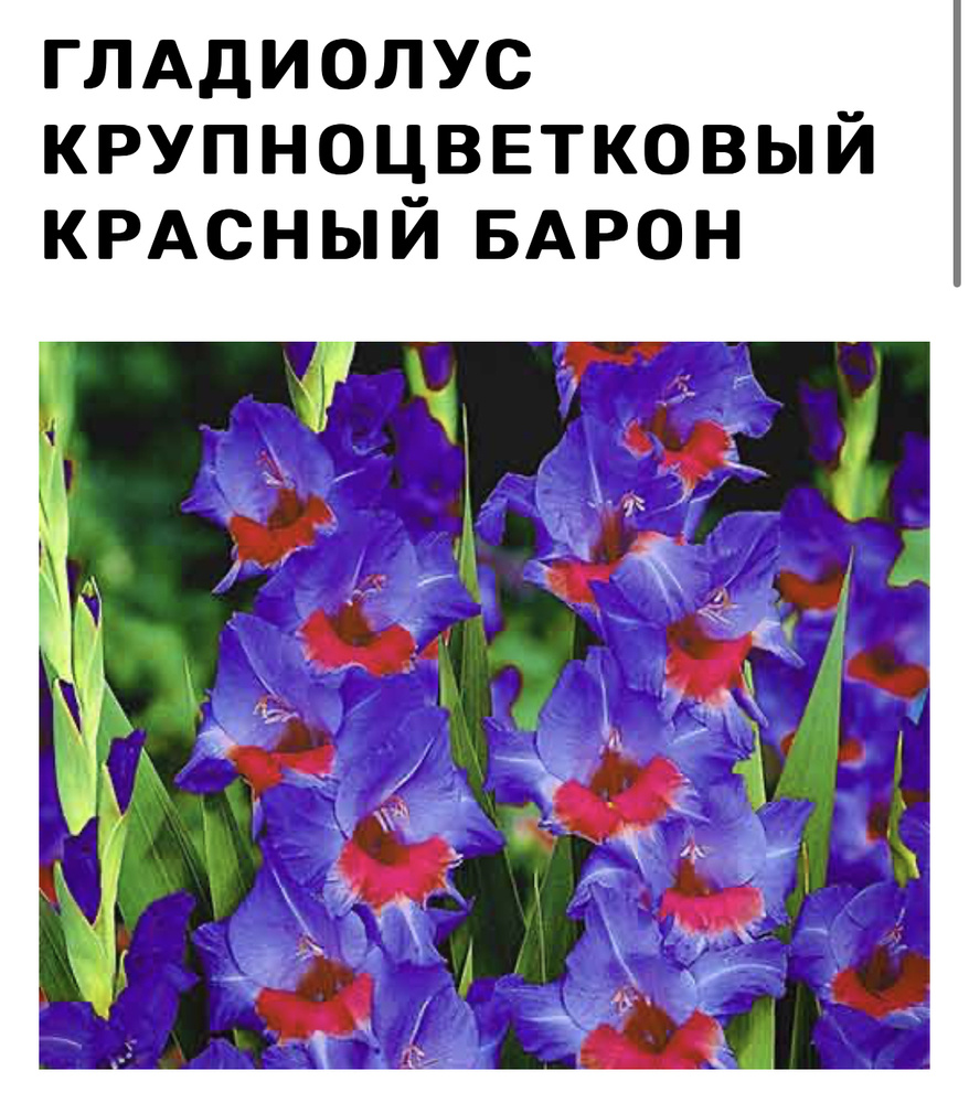 Луковицы Гладиолус купить по выгодной цене в интернет-магазине OZON ...