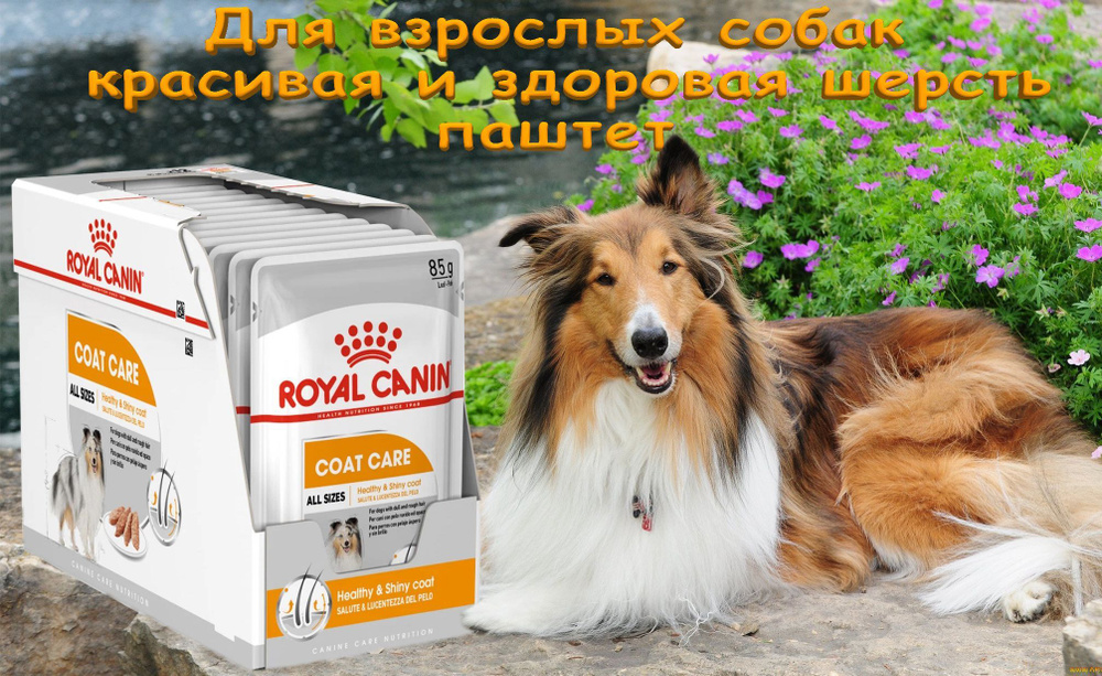 Влажный корм для собак старше 10 месяцев Royal Canin Coat Care с ...