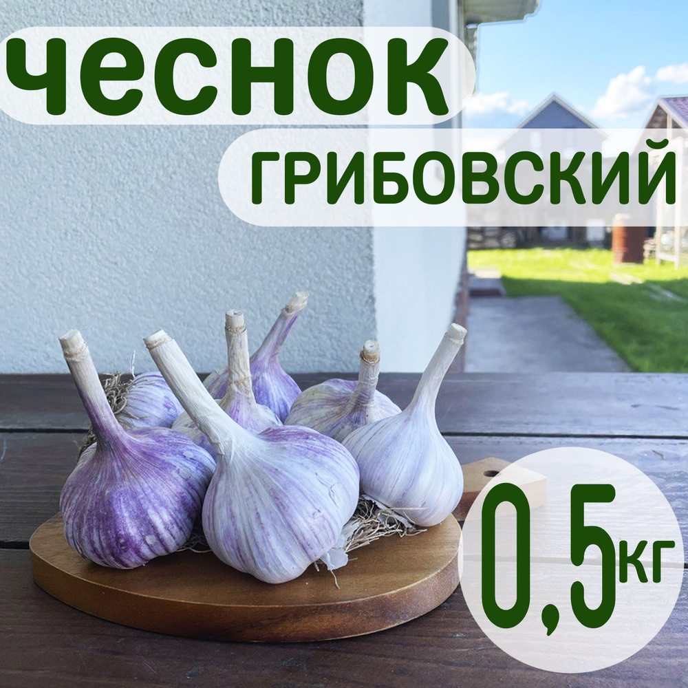Луковицы Чеснок купить по выгодной цене в интернет-магазине OZON ...