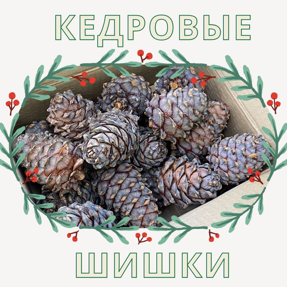Шишки кедровые с орехами из ЮГРЫ, урожай 2023 года 5 шт. - купить с ...