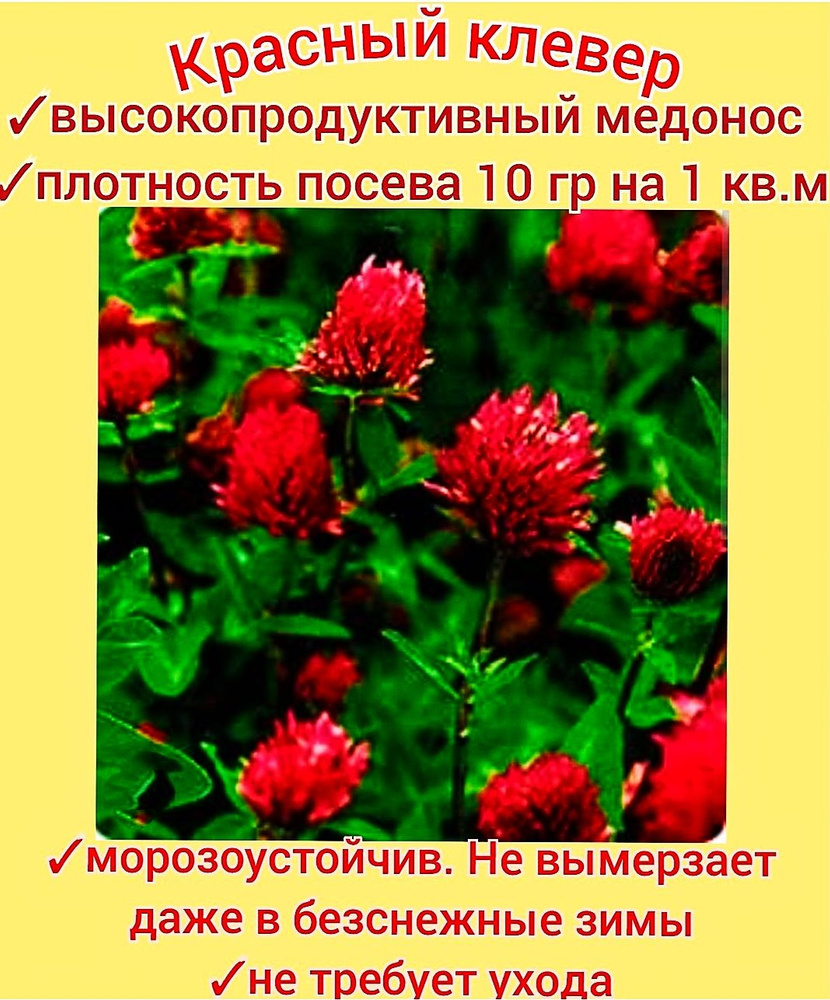 Клевер красный медоносный 1 кг, семена отборные для сада/ пасеки ...