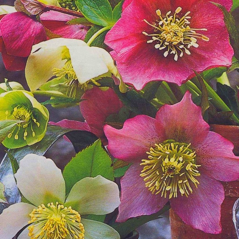 Морозник восточный - купить с доставкой по выгодным ценам в интернет ...