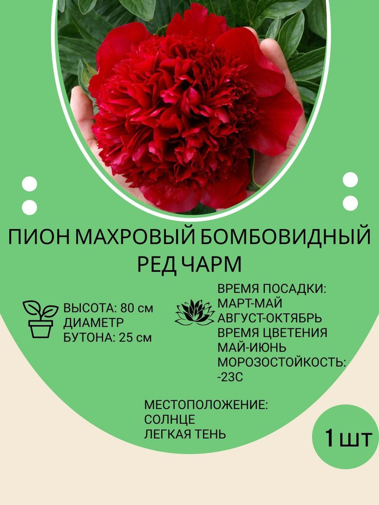 Пион махровый, корень саженец для посадки, многолетние цветы для сада ...