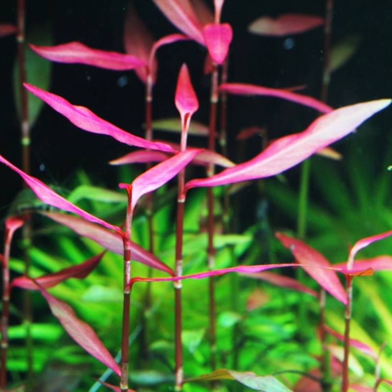 Полигониум Сан Пауло (Персикария Сан-Паулу) (1 ветка) - Persicaria sp ...