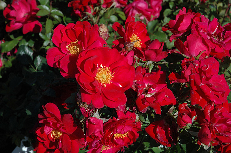 Роза канадская плетистая Генри Келси - купить с доставкой по выгодным ...