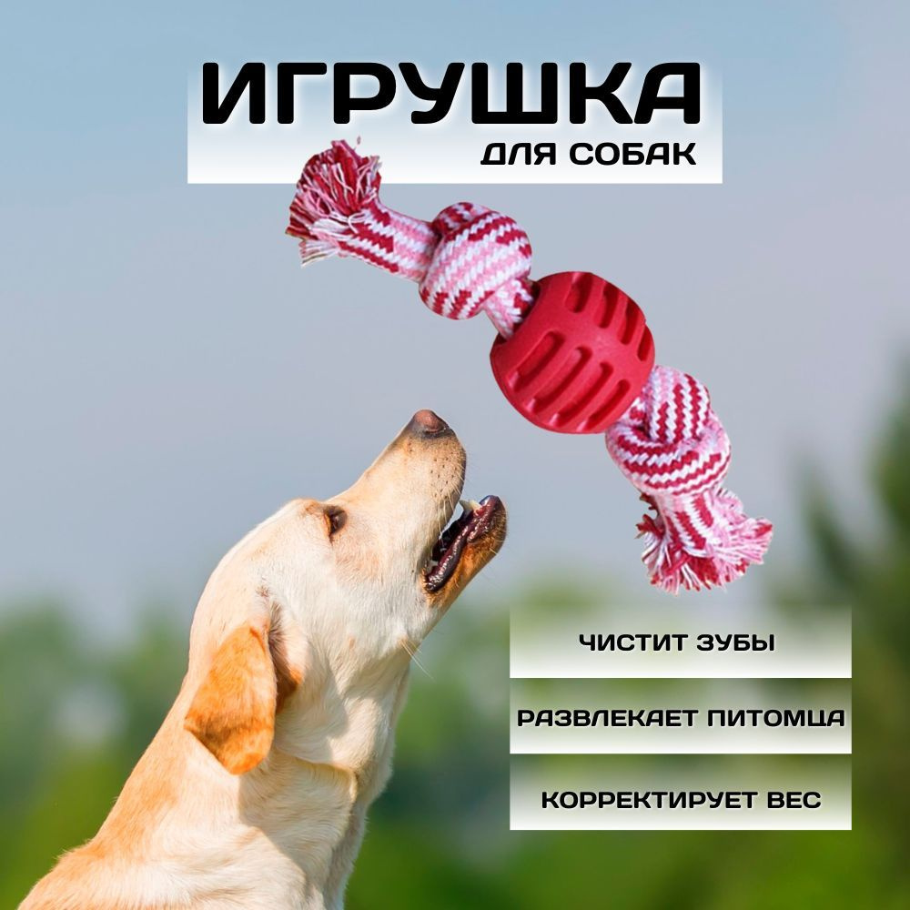 Игрушка для собак мяч на канате - купить с доставкой по выгодным ценам ...