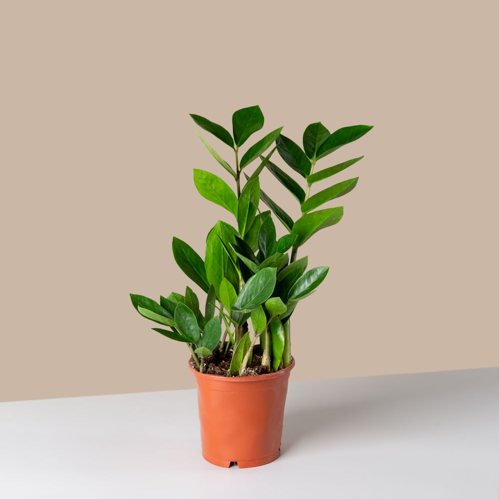 Замиокулькас Zamiifolia, живое растение в кашпо, долларовое дерево ...