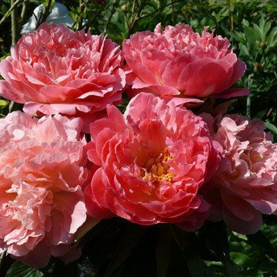 Пион Soft Salmon Saucer 1 шт. купить на OZON по низкой цене (1737562381)