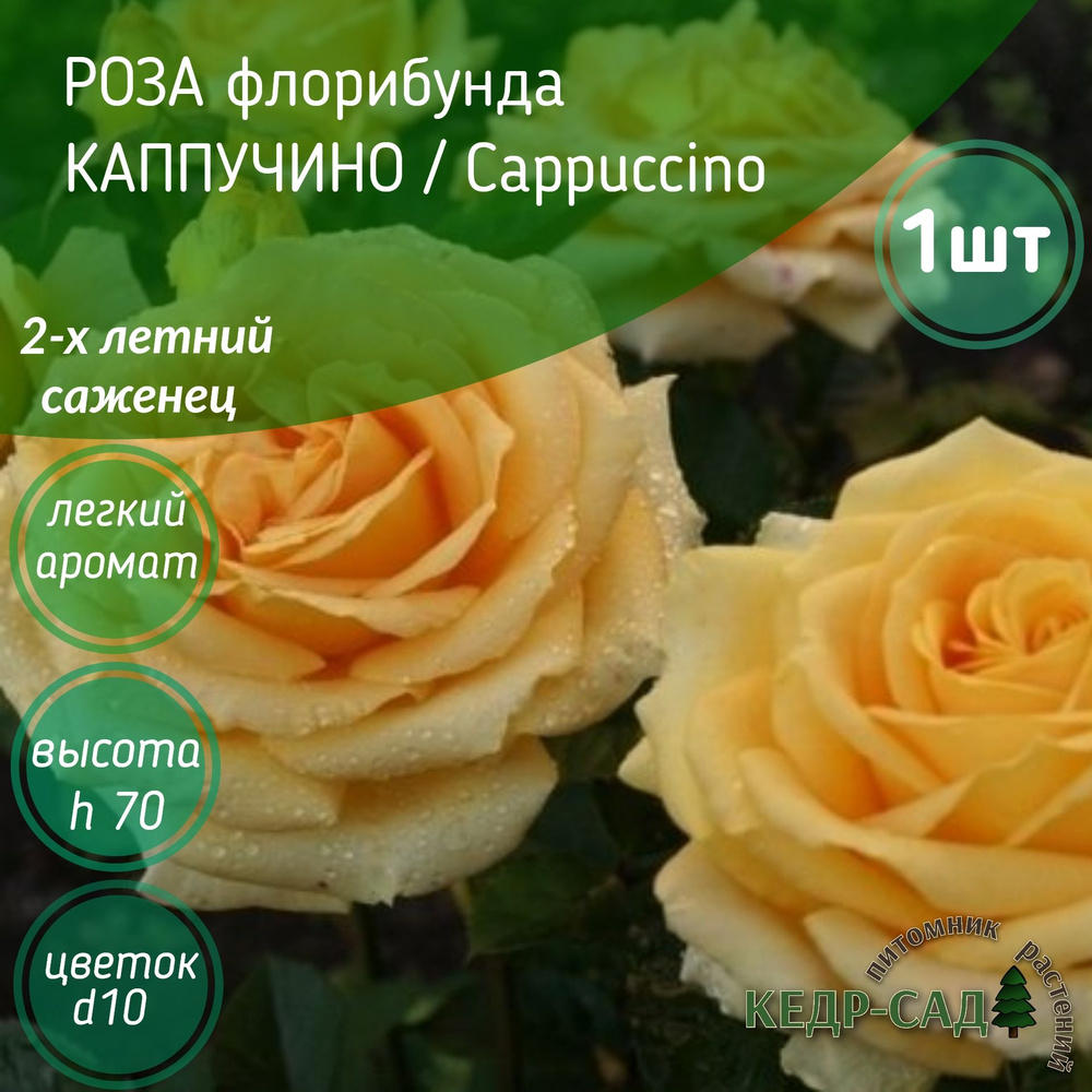 Роза флорибунда КАППУЧИНО / саженцы роз - купить с доставкой по ...