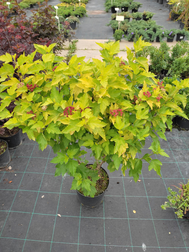 Пузыреплодник калинолистный 'Angel Gold' - купить с доставкой по ...