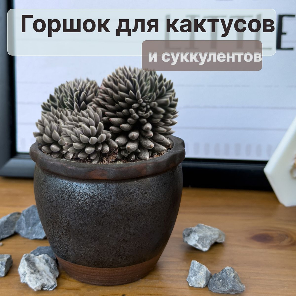 Кашпо для кактусов и суккулентов - купить с доставкой по выгодным ценам ...