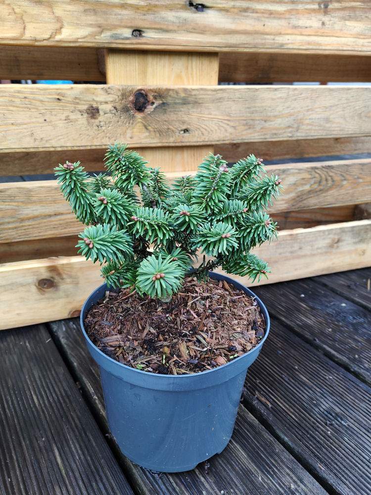 Пихта Нана (Abies balsamea Nana) С2.5 - купить с доставкой по выгодным ...
