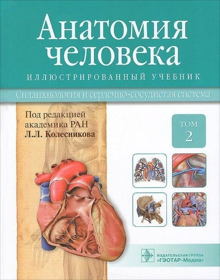 Анатомия человека иллюстр учебник в 3 т Т 2 Спланхнология и сердечно сосудистая система