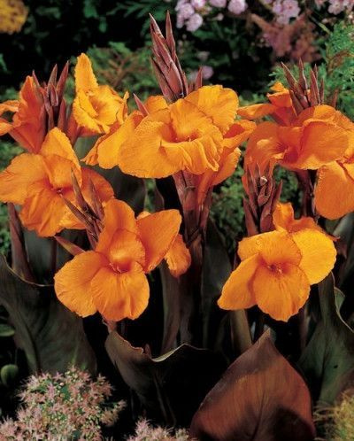 Канна Giant Orange 1 шт. купить на OZON по низкой цене (1150258288)