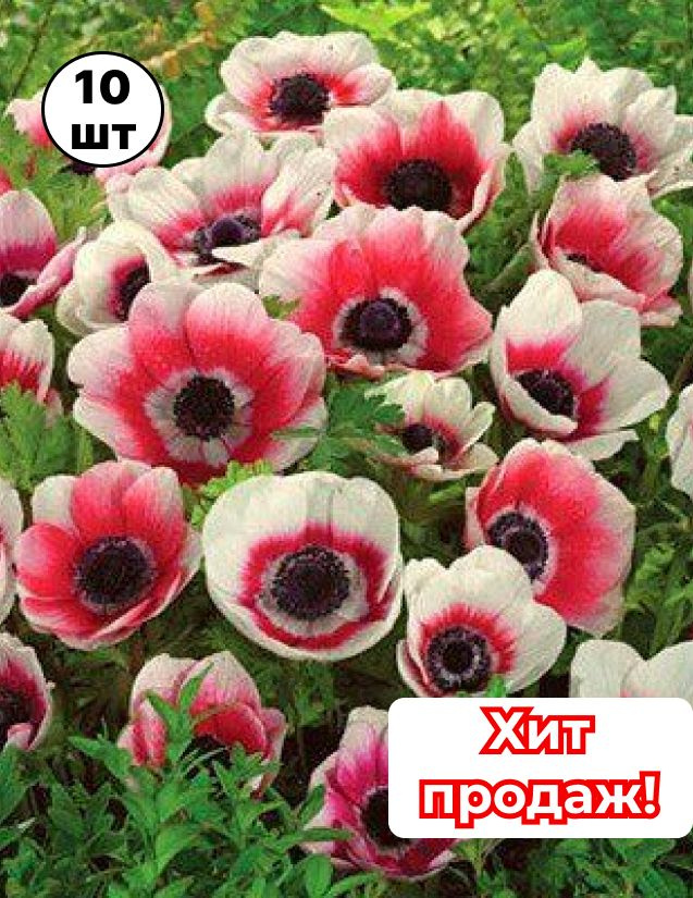 Луковицы Анемона Калатея купить по выгодной цене в интернет-магазине ...