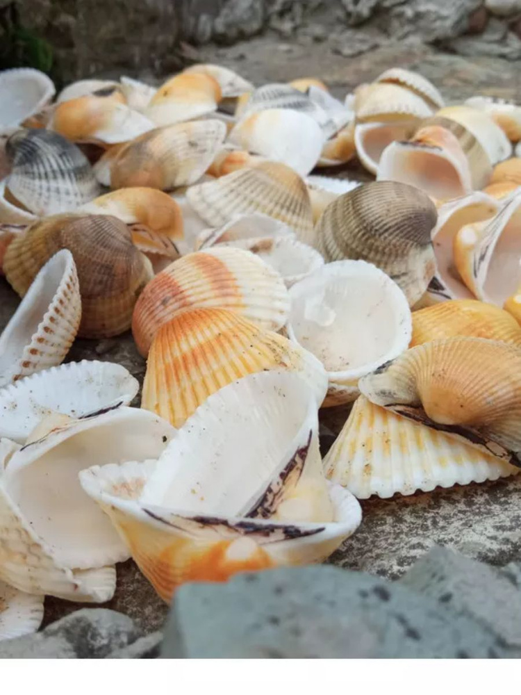 Ракушка Морская 100г. Скафарка - купить с доставкой по выгодным ценам в ...