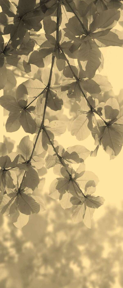 Самоклеящиеся фотообои "Листья миндаля", размер: 90x210 см, эффект ...