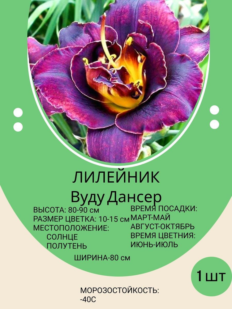 Лилейник, корень саженец для посадки, многолетние цветы для дачи ...