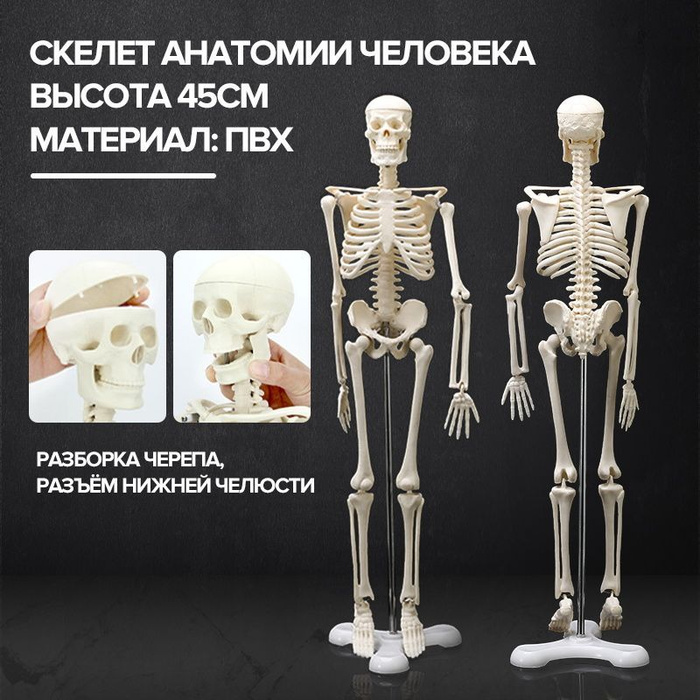45CM Стандартная анатомическая модель человеческого скелета - купить с ...