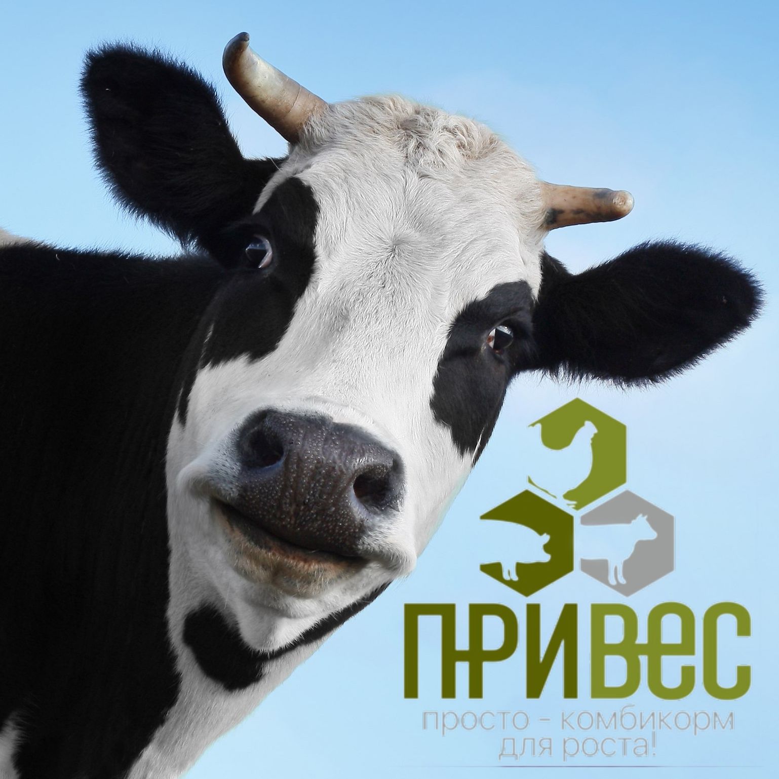 ЗЦМ Биолактис для телят 16% Start (25кг) - купить с доставкой по ...