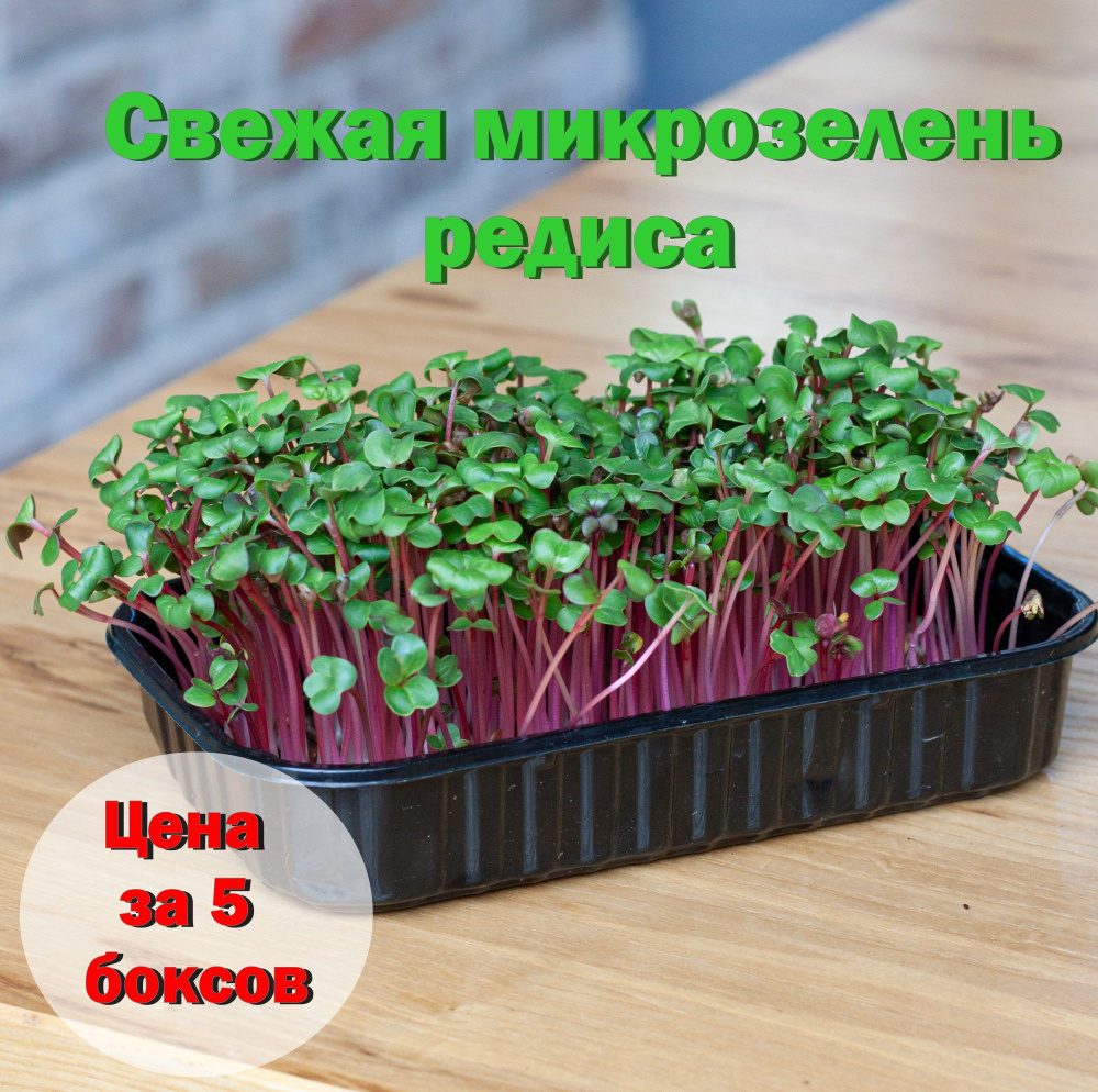 Свежая микрозелень редиса в боксах / 5 боксов / суперфуд - купить с ...