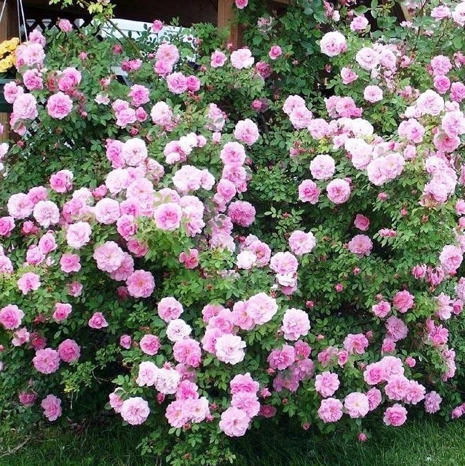 Роза канадская парковая Джон Дэвис - купить с доставкой по выгодным ...