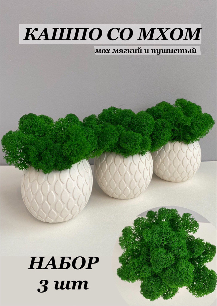 Купить Стабилизированный мох в кашпо Набор кашпо со стабилизированным ...