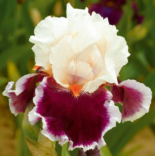 Ирис CRIMSON CLOUD 1шт купить на OZON по низкой цене (1557649317)