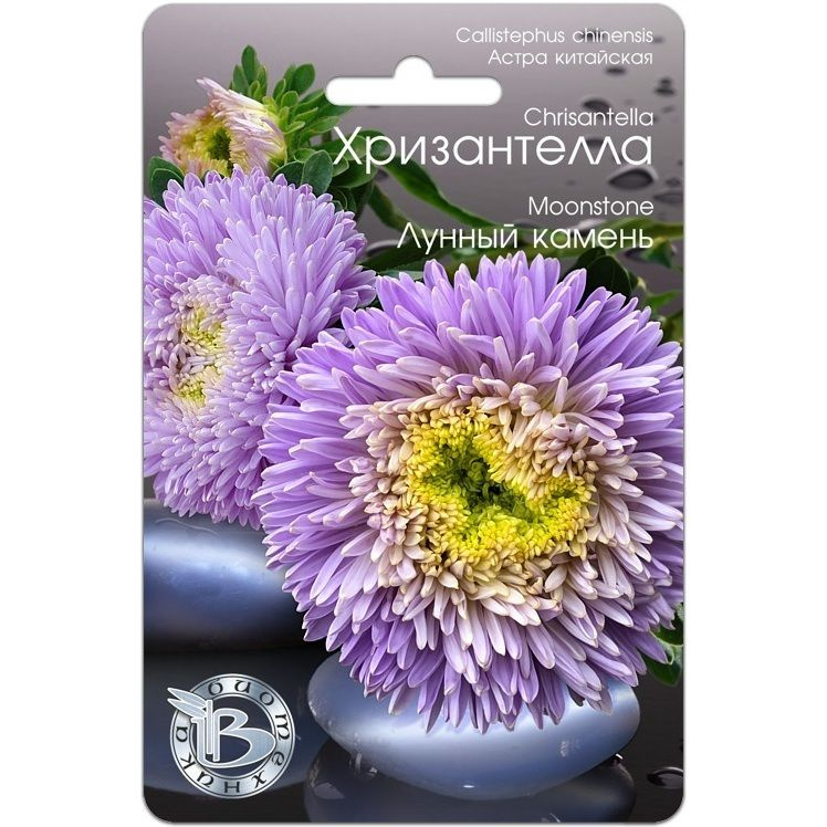 Биотехника цветов Астра Хризантелла Лунный камень - купить по выгодным ...