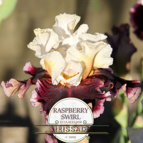 Ирис бородатый RASPBERRY SWIRL купить на OZON по низкой цене (940643373)