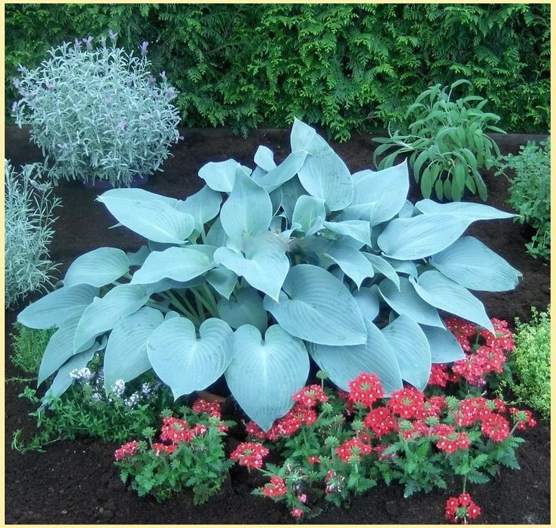 Хоста гибридная Канадиан Блу - купить с доставкой по выгодным ценам в ...