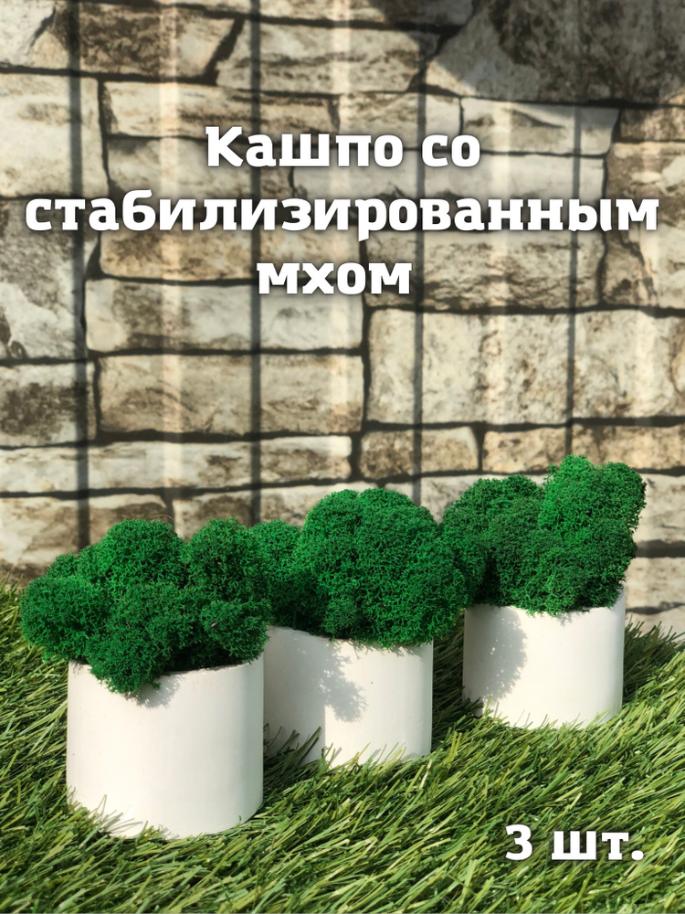 Кашпо со стабилизированным мхом 3 шт, зеленый ягель, из гипса, декор ...