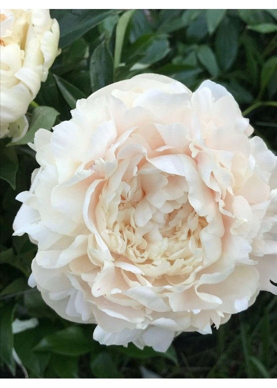 Пион SUMMER GLOW 1шт купить на OZON по низкой цене (1559272054)