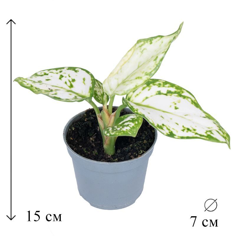 Аглаонема Сноуфлейк D-7 см, 7 дм, 1 шт - купить по выгодной цене в ...