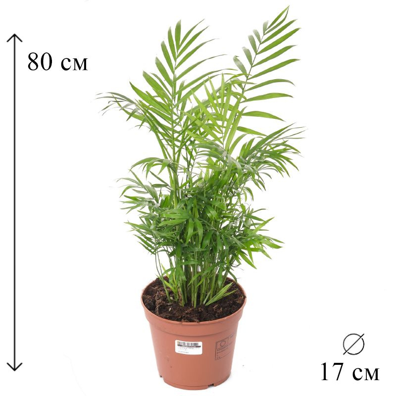 Хамедорея Элеганс D-17 см, 17 дм, 1 шт - купить по выгодной цене в ...