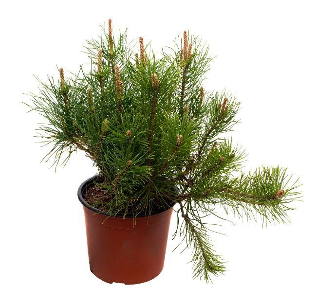 Сосна горная Пумилио - 15-25см, горшок 3 литра - купить с доставкой по ...