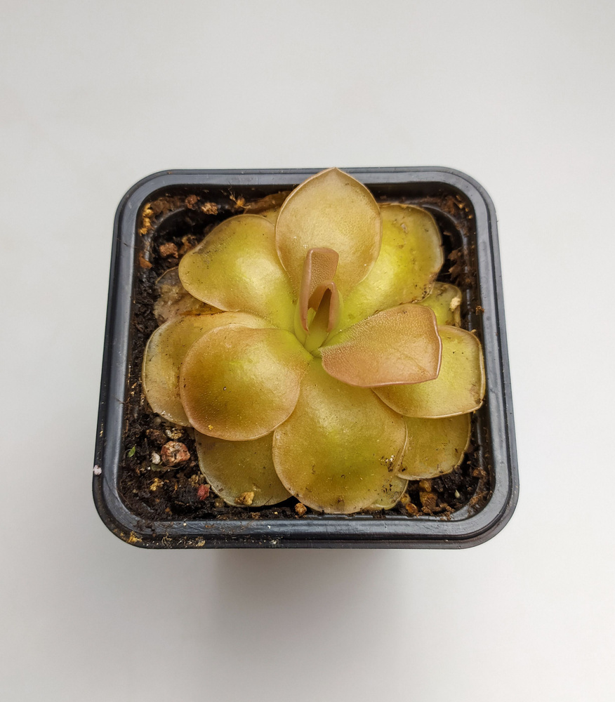Pinguicula Weser (жирянка весера) / Растения для террариума - купить с ...