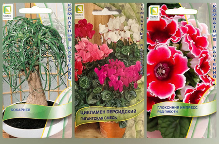 Цикламен Луковицы – купить в интернет-магазине OZON по низкой цене