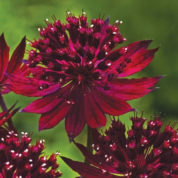 Астранция крупная Венеция - купить с доставкой по выгодным ценам в ...