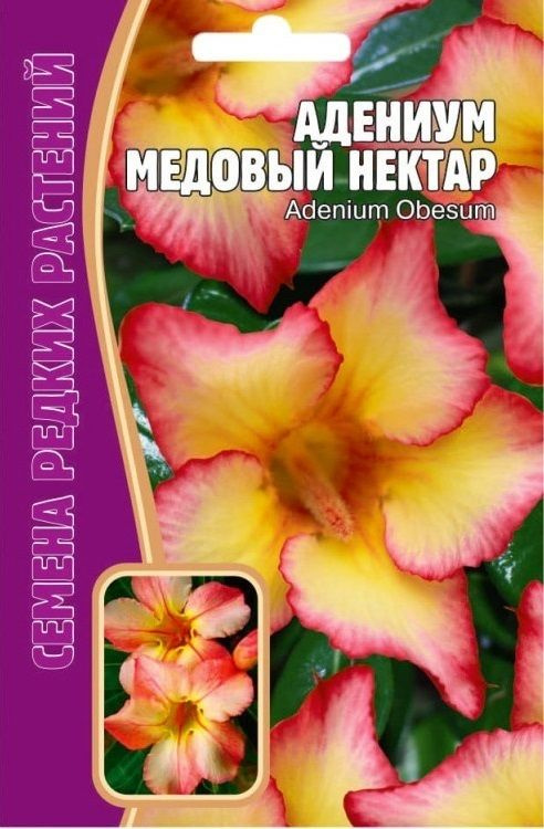 Адениум Редкие семена Адениум Медовый нектар 3 шт - купить по выгодным ...