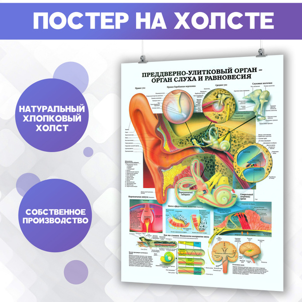 Постер PosterNak Люди Постер Строение уха Орган слуха Анатомия Медицина ...