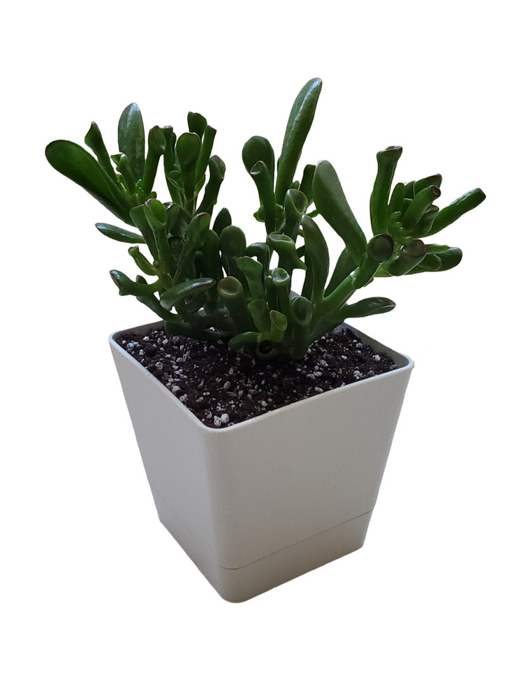 Крассула, Суккулент Овата Хоббит Crassula Ovata Hobbit, 12 дм, 1 шт ...