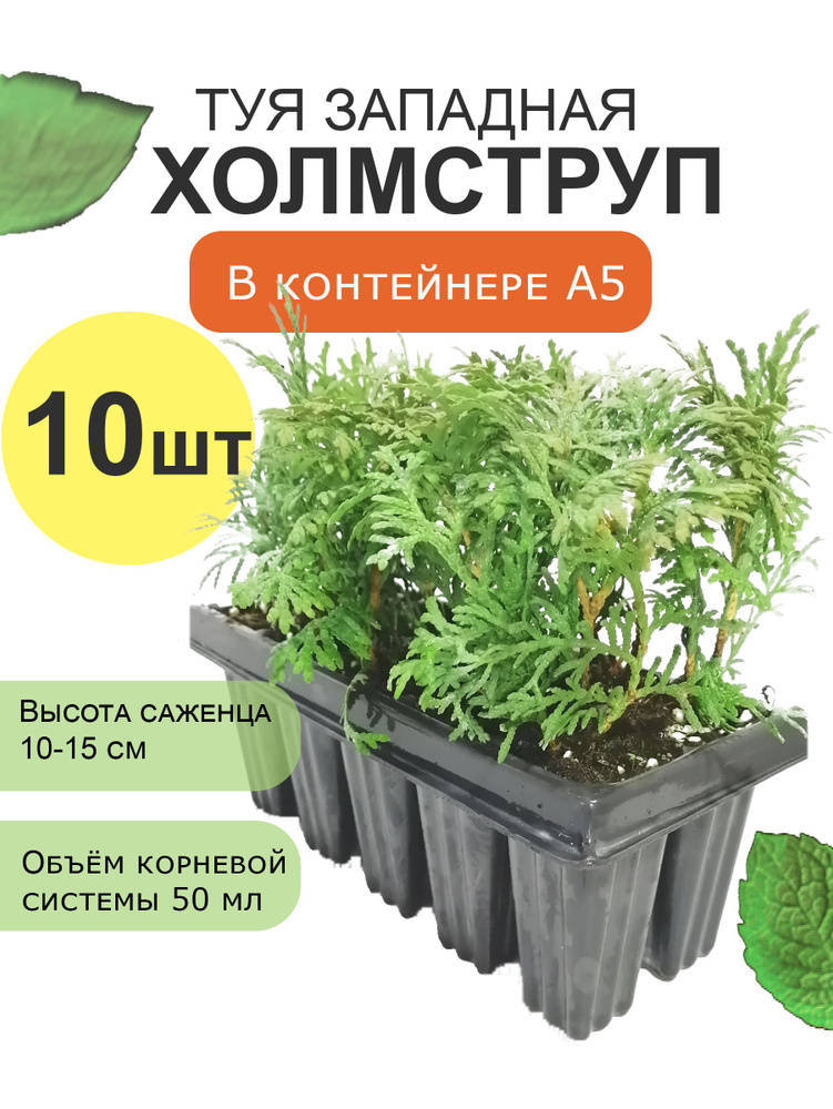 Туя западная Холмструп. Комплект из 10 штук саженцев с закрытой ...