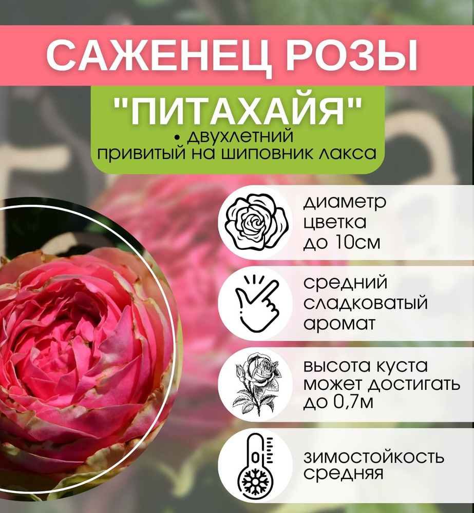 Роза чайная Питахайя - купить с доставкой по выгодным ценам в интернет ...