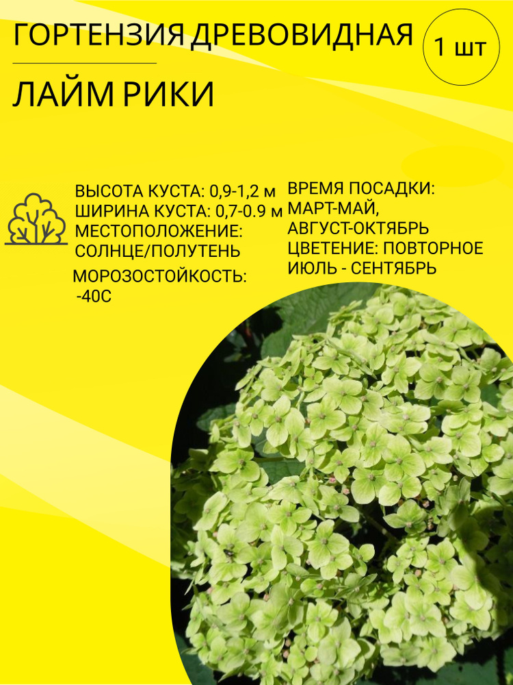 Гортензия Гортензия древовидная саженец_Лайм Рики - купить по выгодным ...