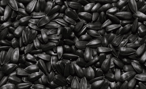 Семечки КРУПНЫЕ 25 кг. Подсушенные НЕ жареные. - купить с доставкой по ...